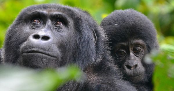 Unforgettable Gorilla Trek - 4 days | Qatar Airways Holidays